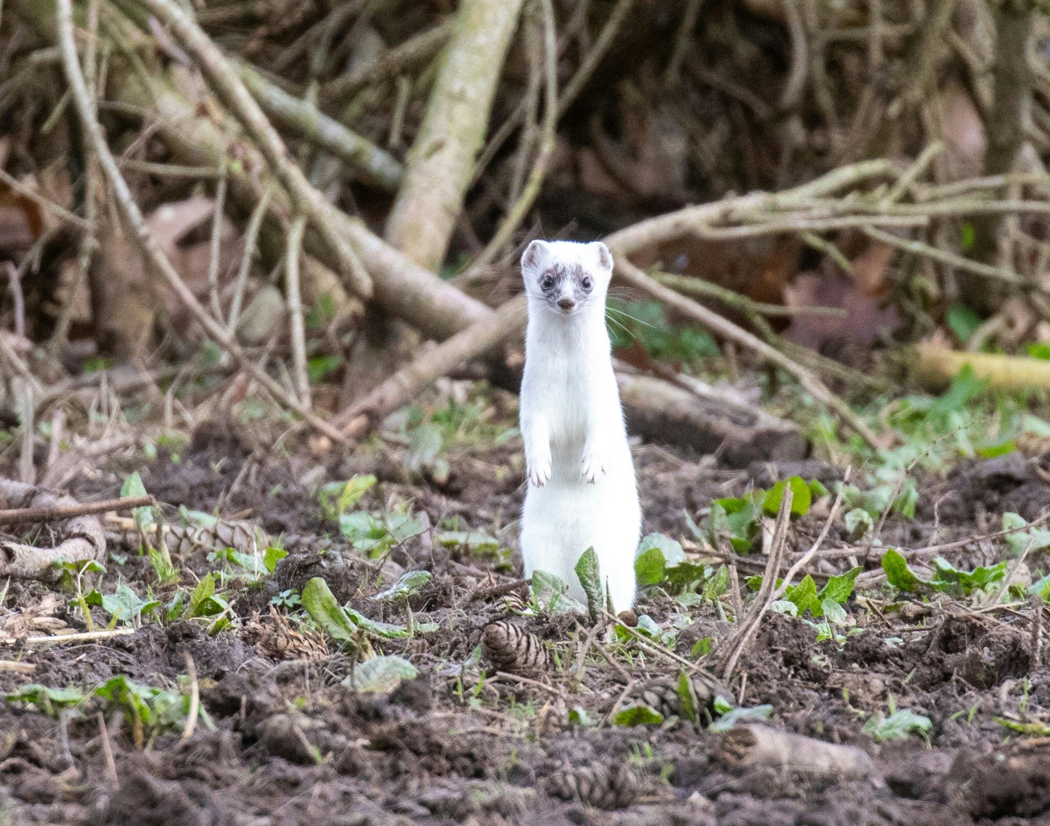 En hermelin i haven | Ude og Hjemme