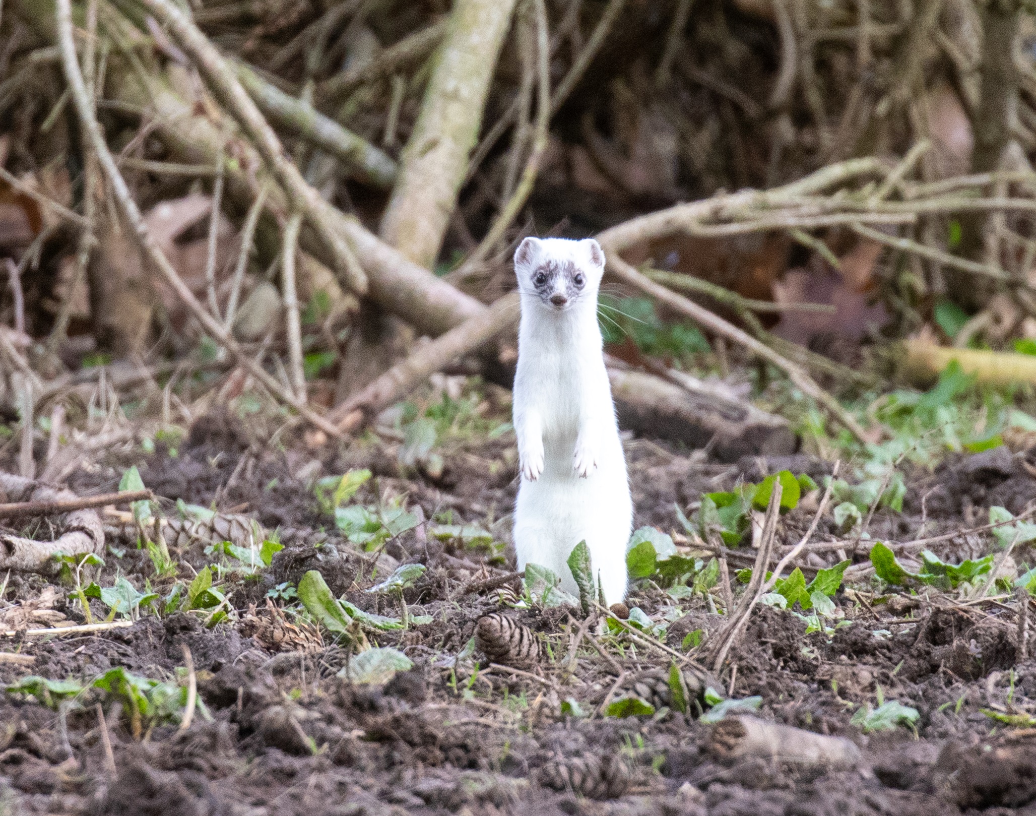 En hermelin i haven | Ude og Hjemme