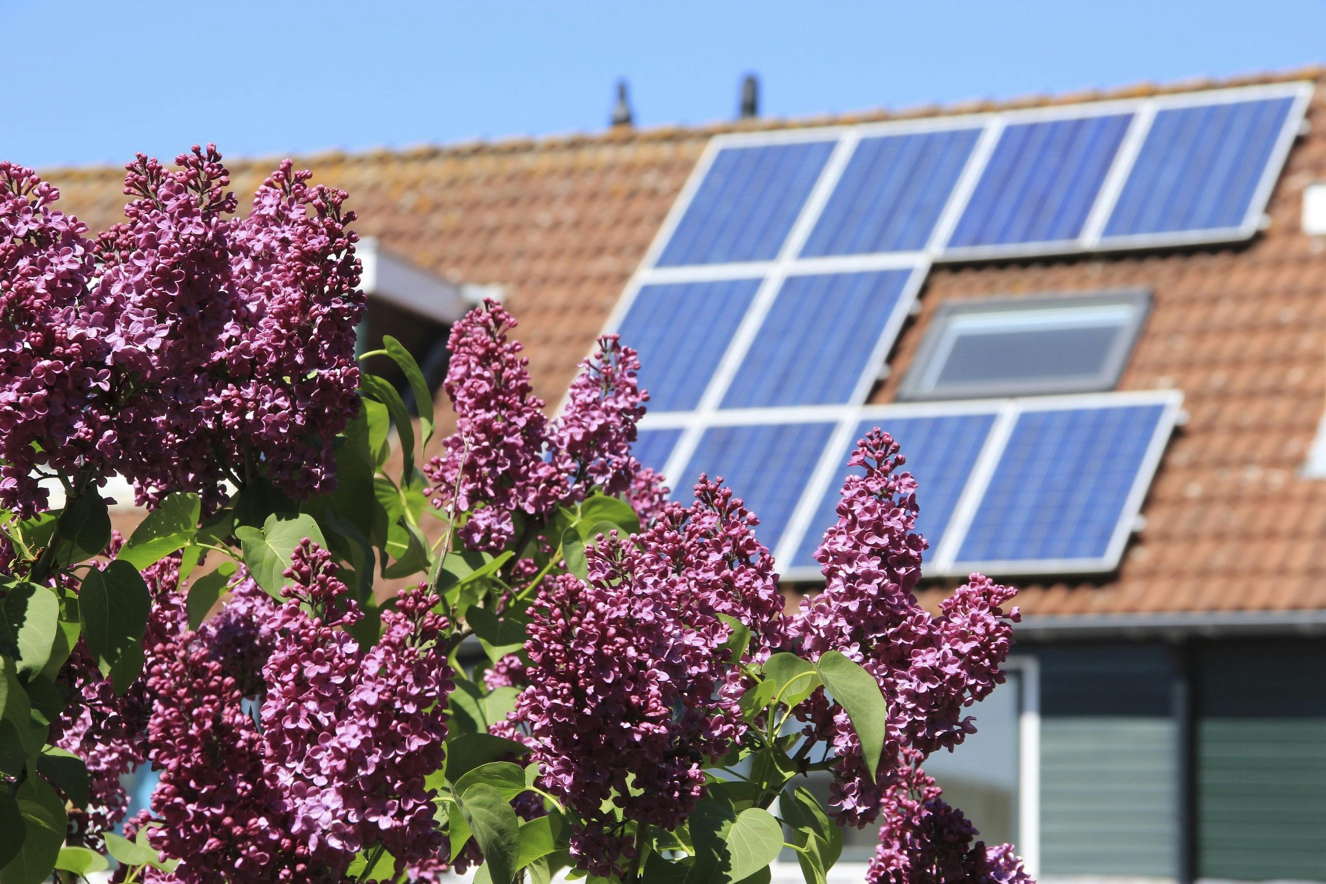 Forskning: Solceller af træ | Ude og Hjemme