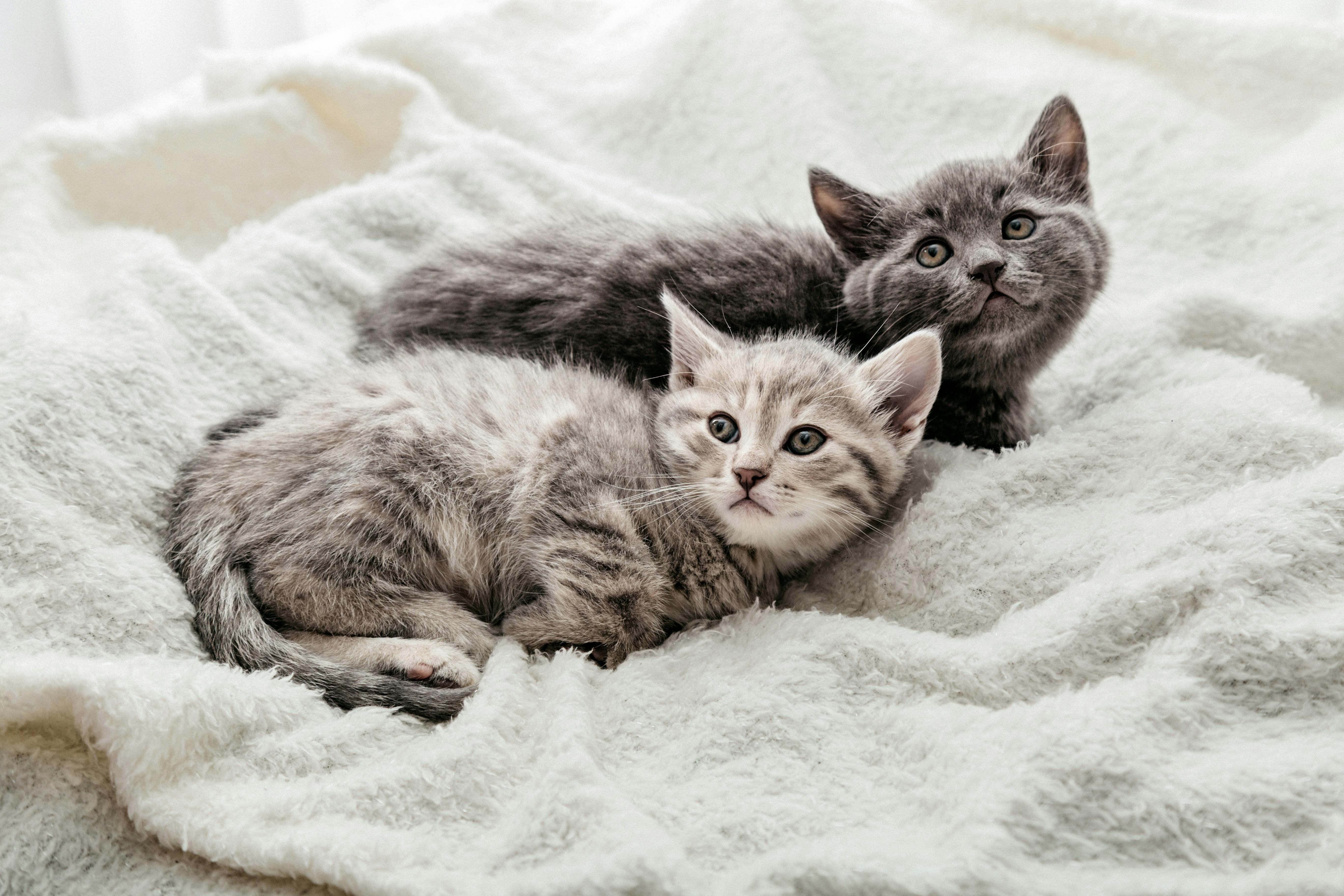 Katte kan både være alene og sociale Ude og Hjemme