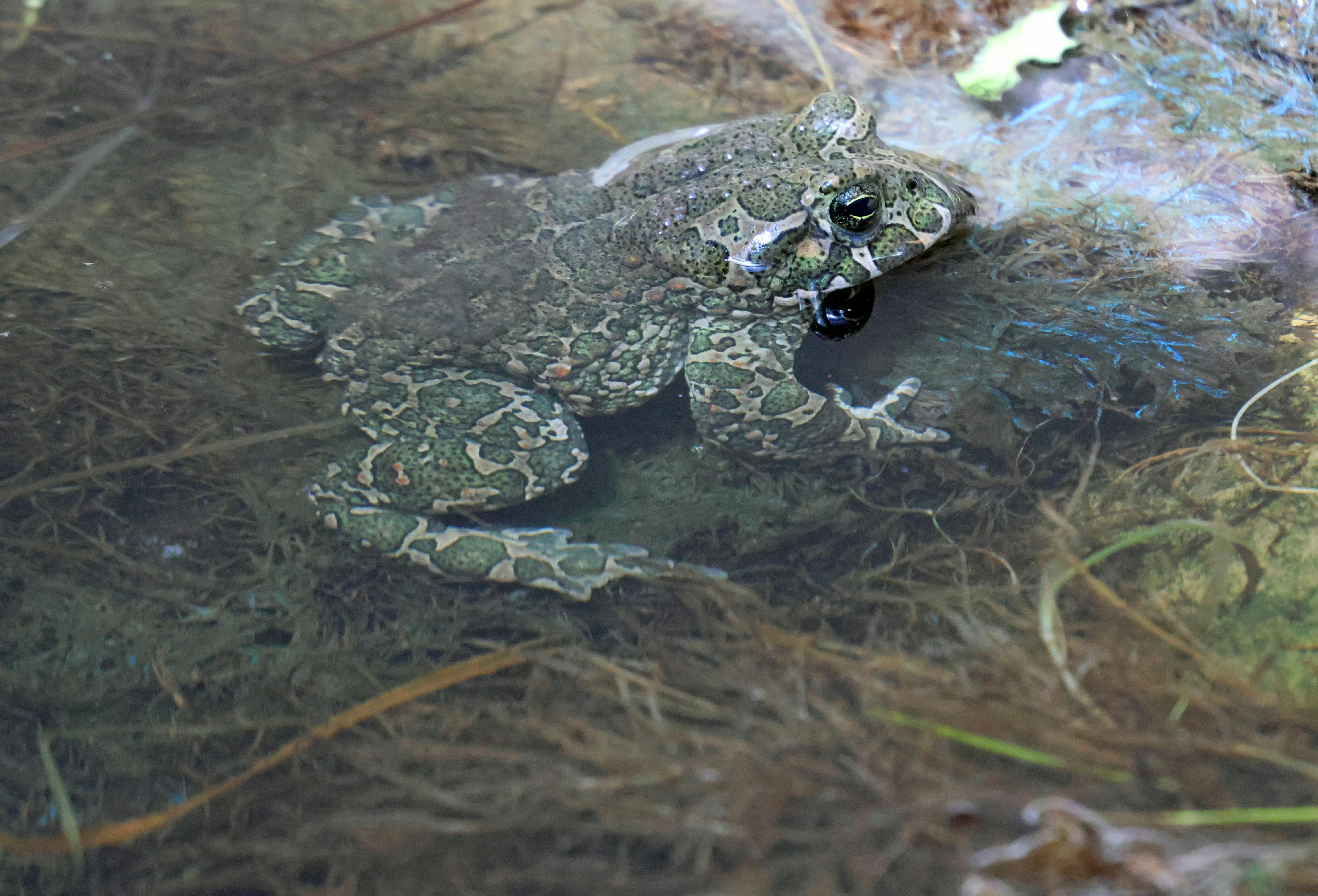 Kvækkende comeback: Den grønbrogede tudse er i fremgang i Danmark | Ude ...