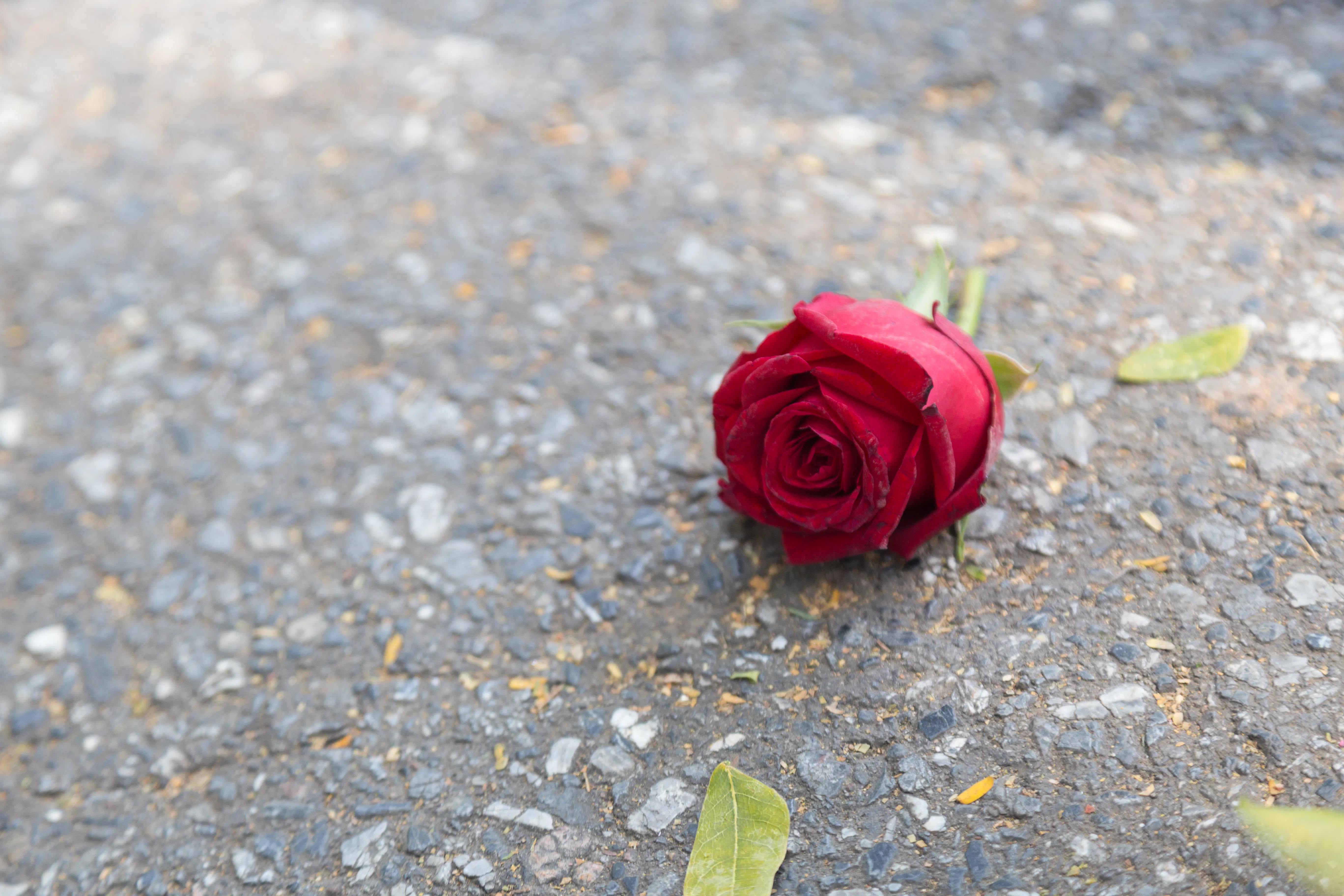 Tegn fra det hinsides: Min afdøde mor sendte mig en rød rose | Ude og ...