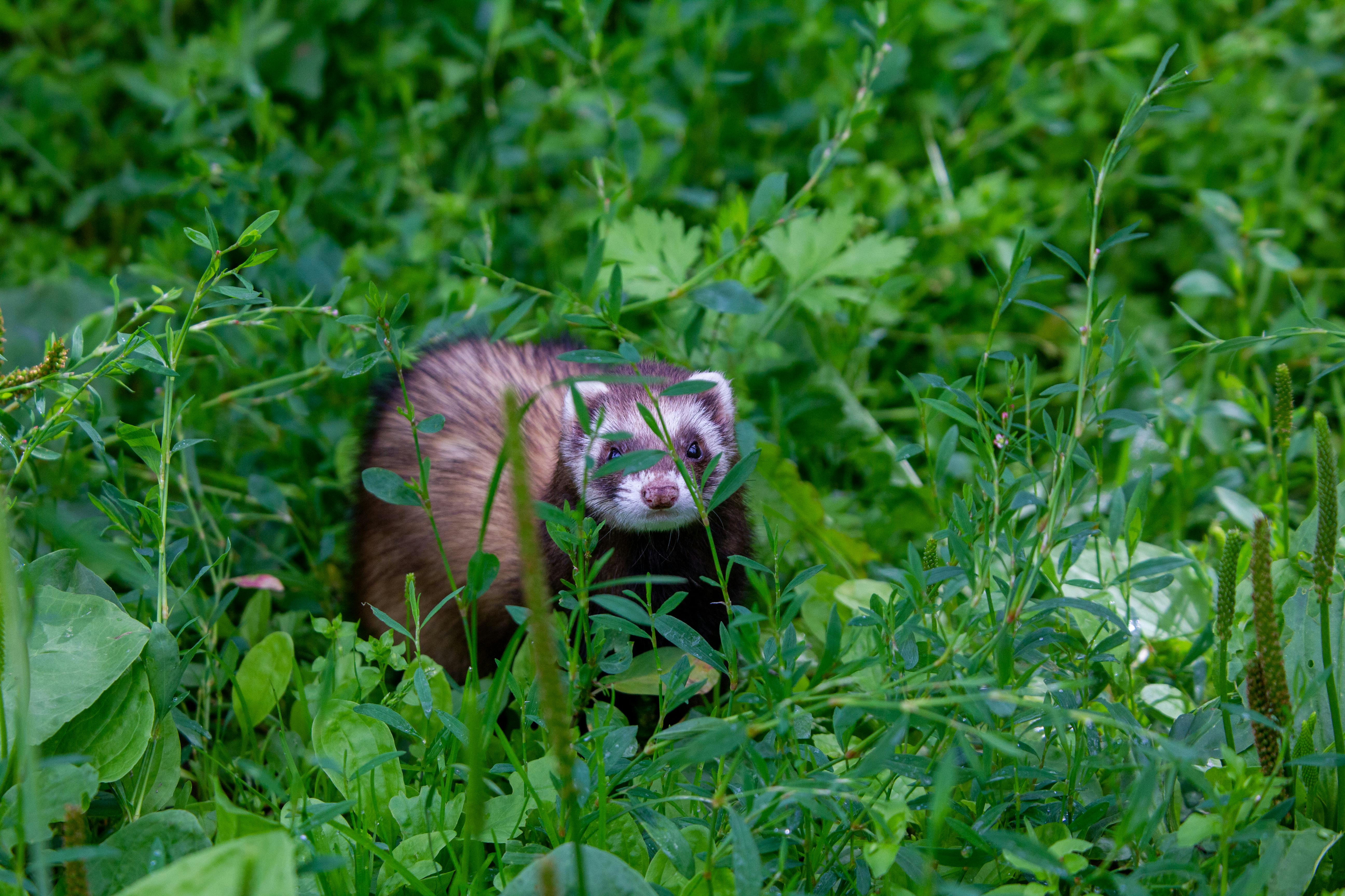 Den danske ilder er temperamentsfuld og truet | Ude og Hjemme