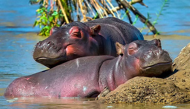 Dyrenes verden: Forelskede flodheste | Ude og Hjemme