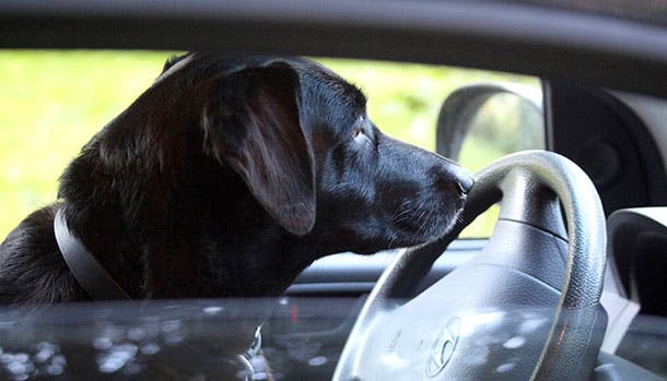 Bilen – den rene dødsfælde for din hund | Ude og Hjemme