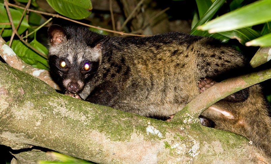 Efter en tur gennem dyrets fordøjelsessystem: Fin og dyr kaffe | Ude og ...