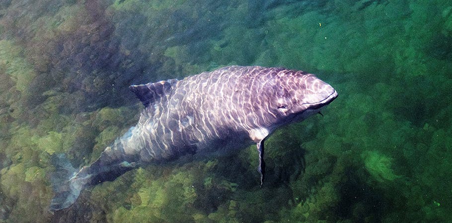 En forsigtig og mystisk hval | Ude og Hjemme