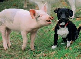 Gris og hund er de bedste venner | Ude og Hjemme